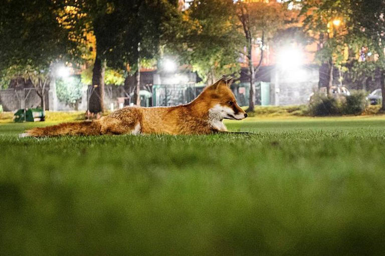 Dublin lockdown legend Sam the Trinity Fox has died