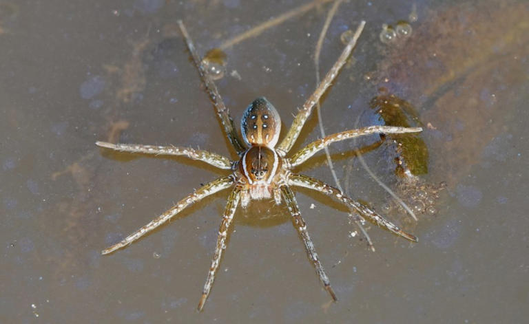 EEEK! See it — spiders in Ohio that run on water, hunt fish and even frogs
