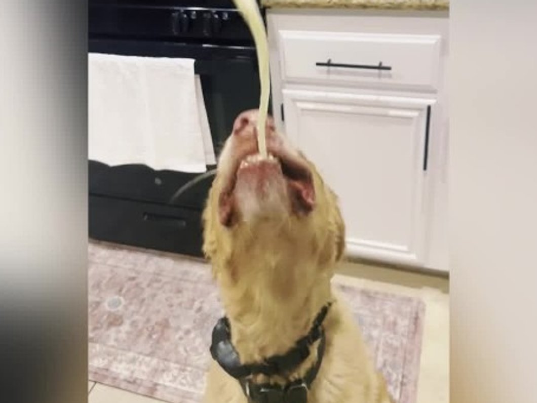 Viral snack: Dog charms the internet with his long cheese
