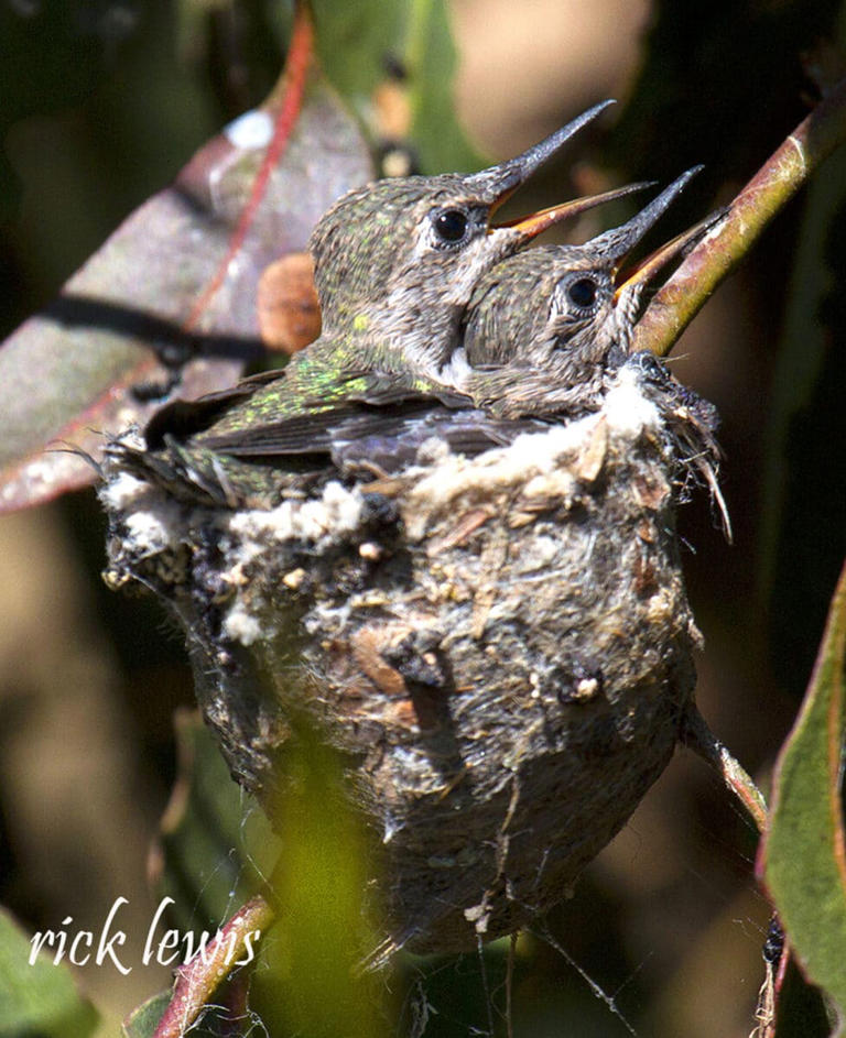 Birds Nesting at Crab Cove