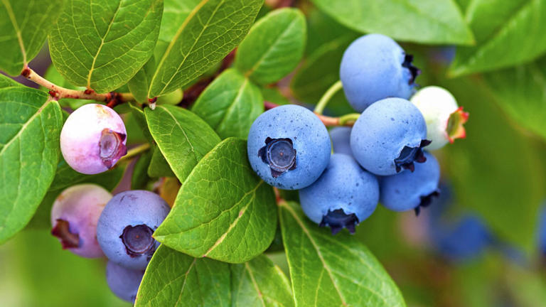 A Hack for Growing Blueberry Bushes for Pennies