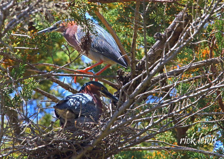 Birds Nesting at Crab Cove