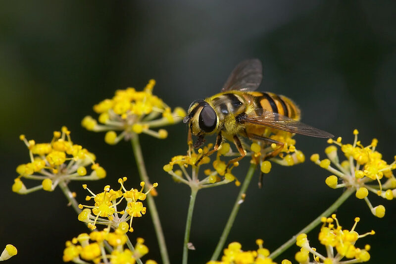 We’re Breeding Super Bees to Save the Planet – But At What Cost?