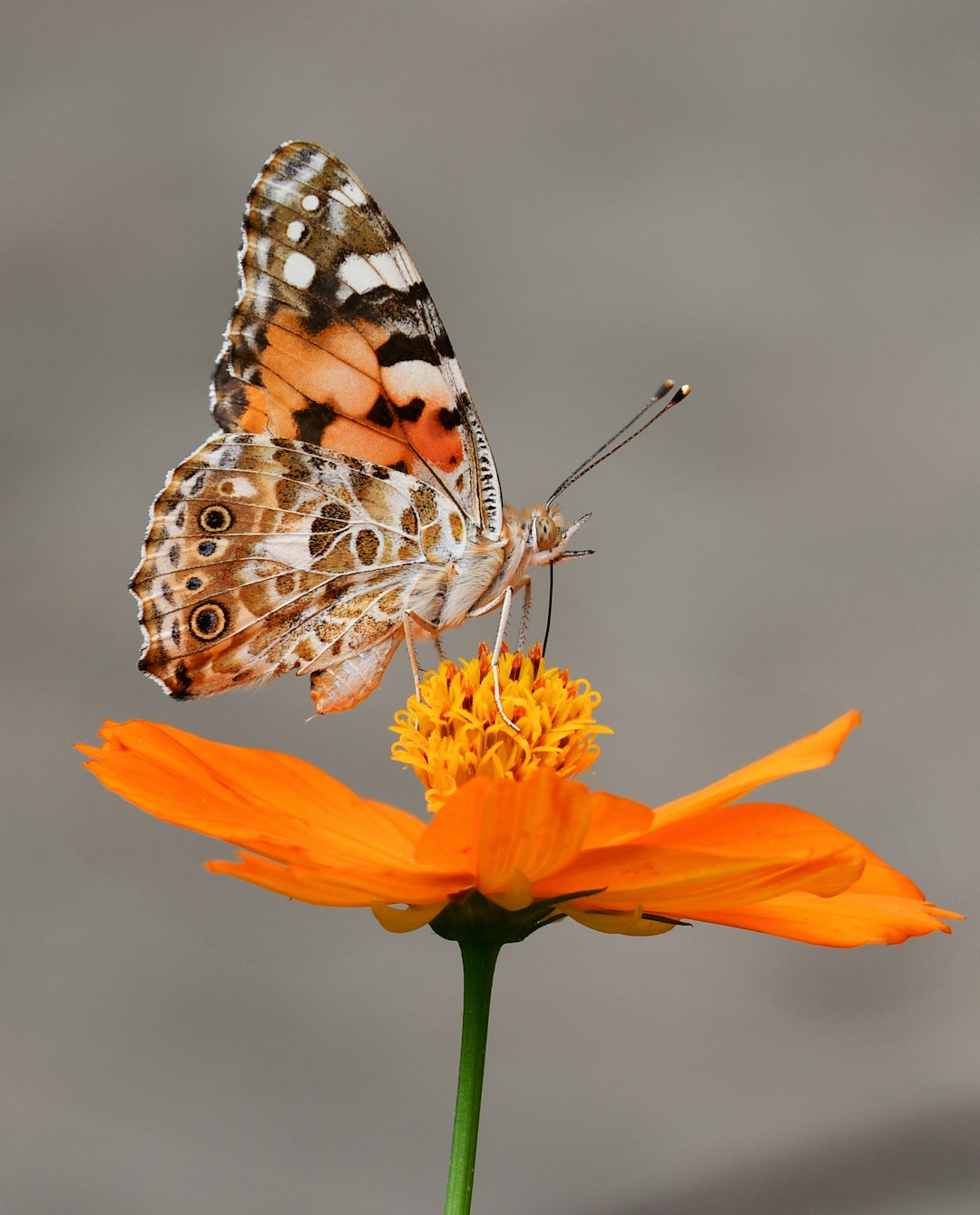UK National Trust Finds 59% Decline in Butterfly Populations Since January