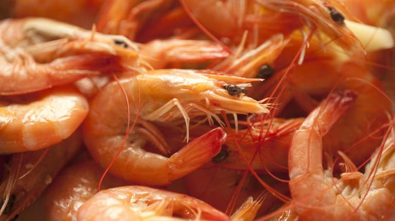 Krill Vs Shrimp: What's The Difference?