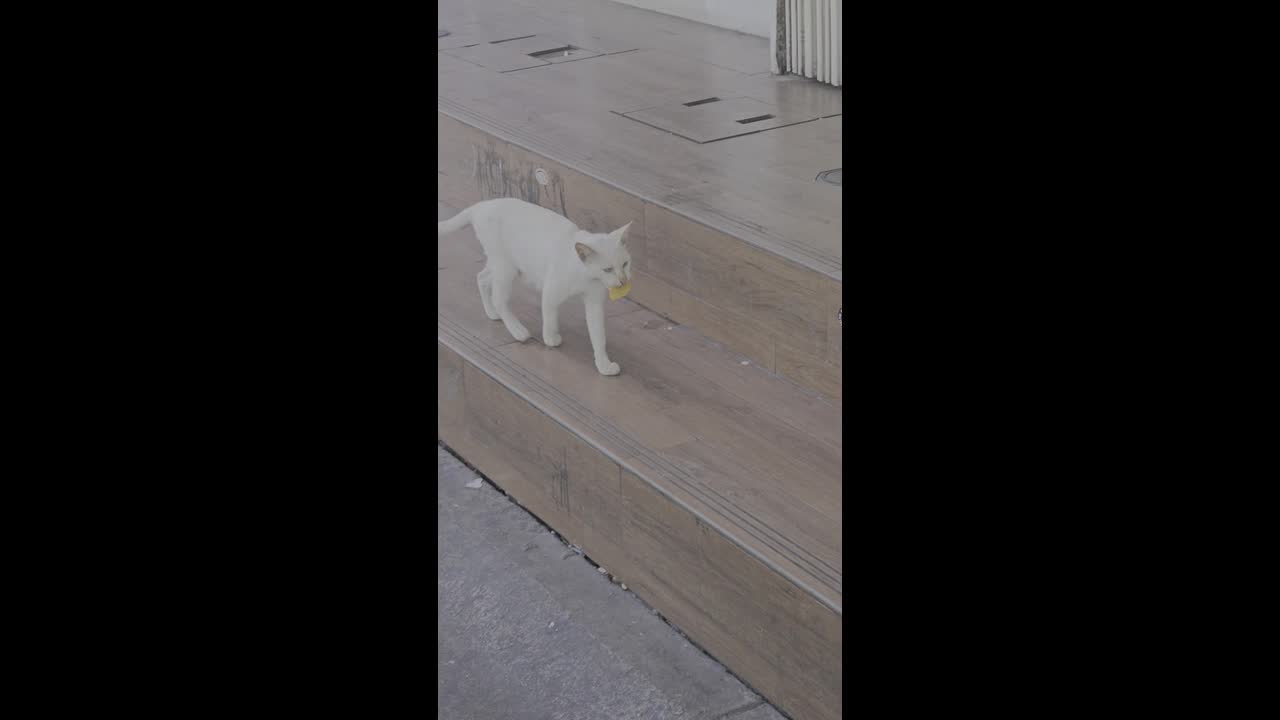 Caring mother cat brings cookie treat for kittens