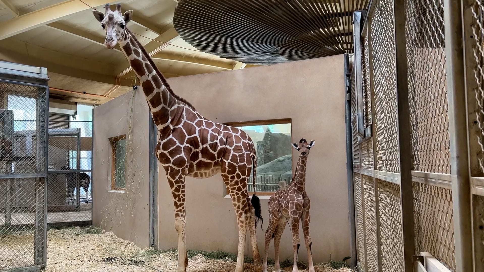Adorable new addition: Mama giraffe gives surprise birth to calf at ...