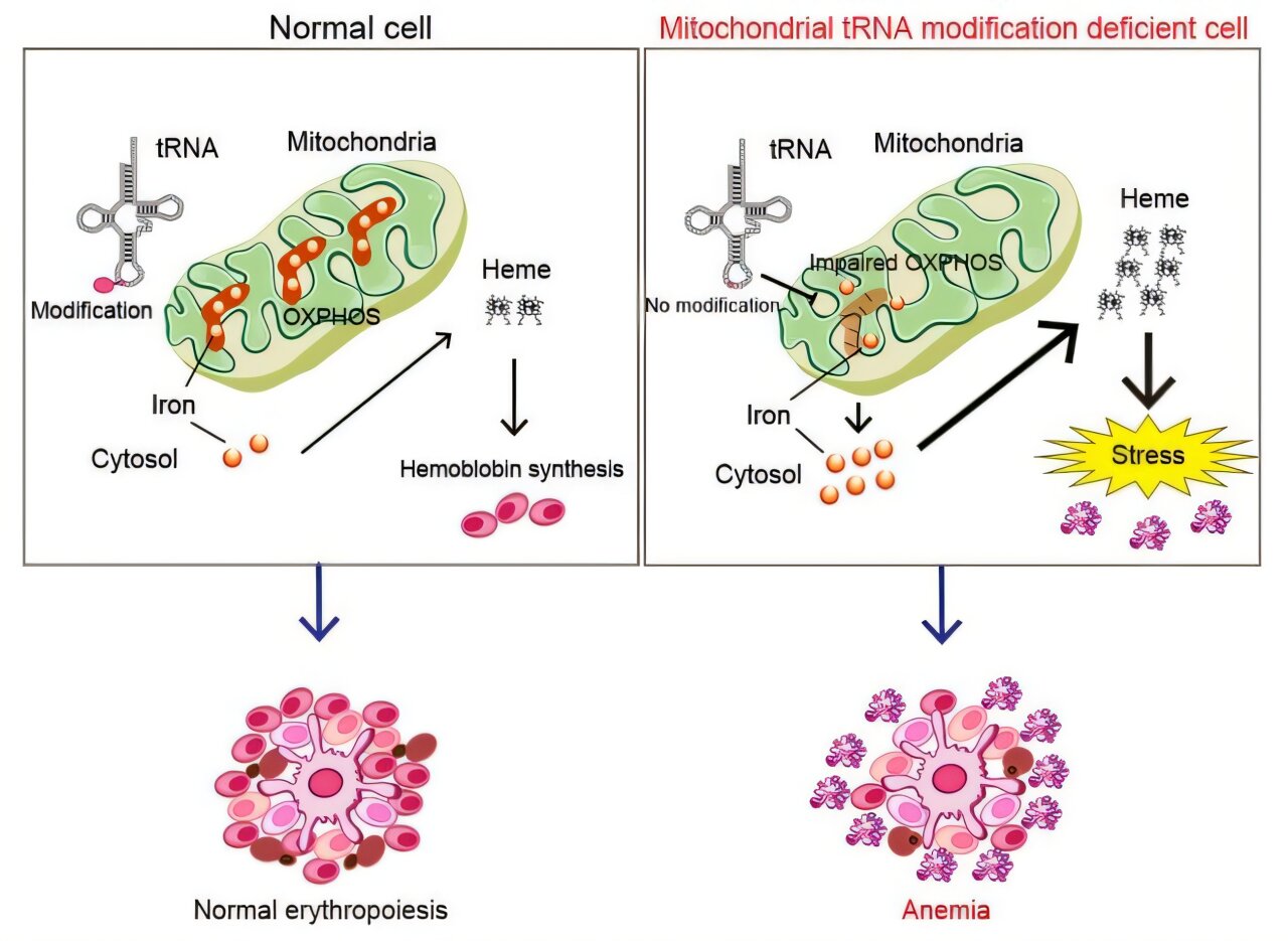Mitochondrial protein synthesis deficiency tied to fetal anemia