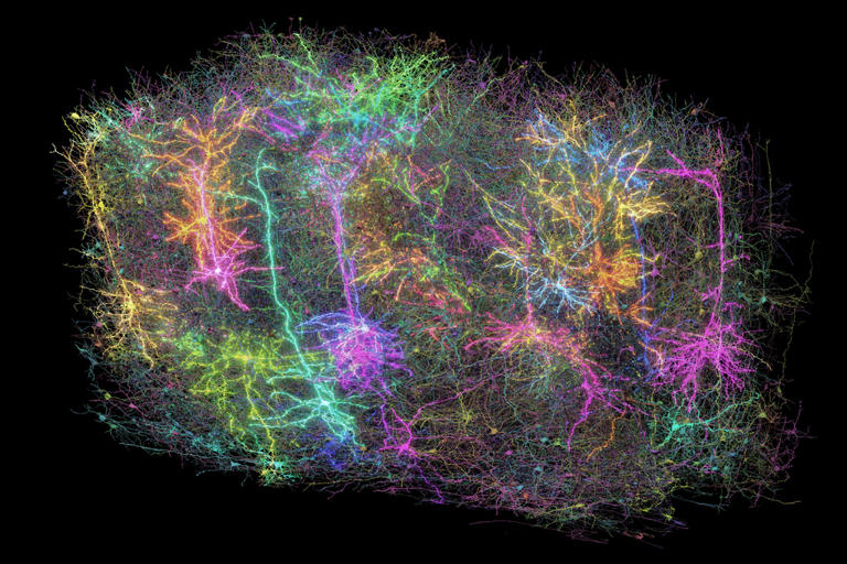 Scientists map part of a mouse's brain that's so complex it looks like ...