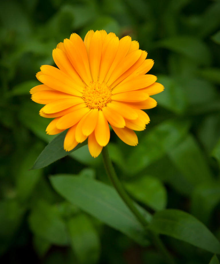 Calendula varieties – 16 pot marigolds that will provide more than just ...