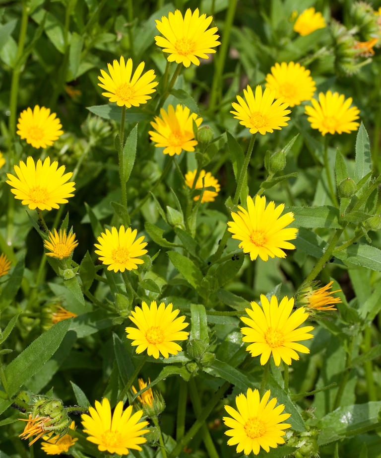 Calendula varieties – 16 pot marigolds that will provide more than just ...