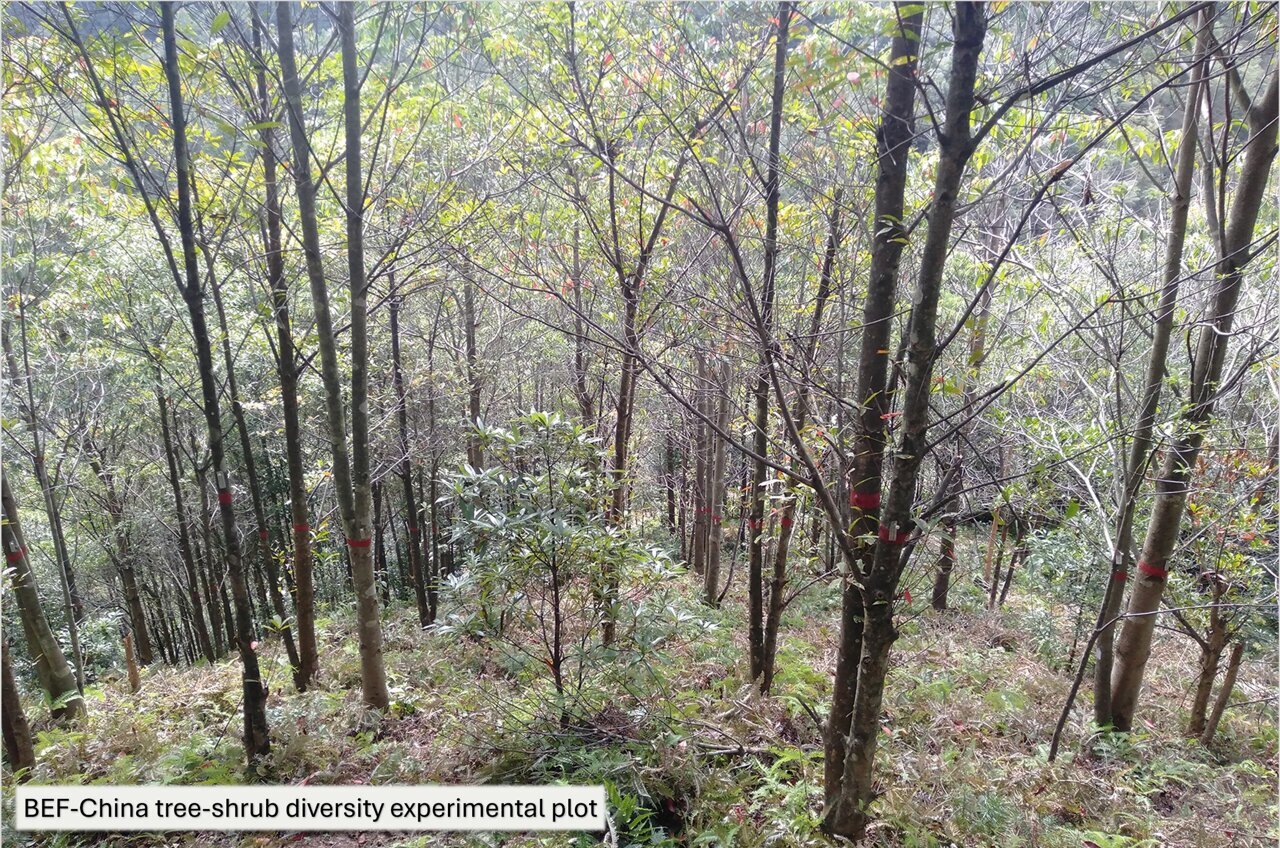 Shrub diversity is crucial for enhancing forest ecosystem functioning ...
