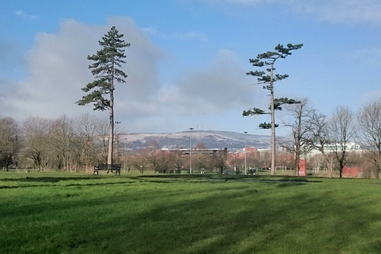 Belfast One Million Trees project is 220,000 trees behind schedule