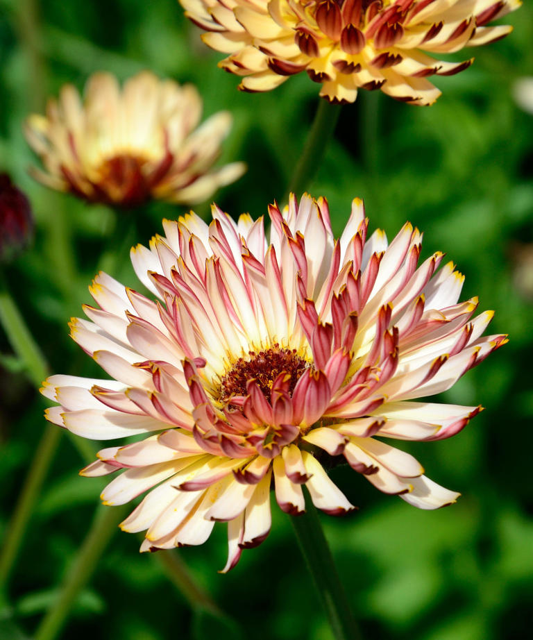Calendula varieties – 16 pot marigolds that will provide more than just ...
