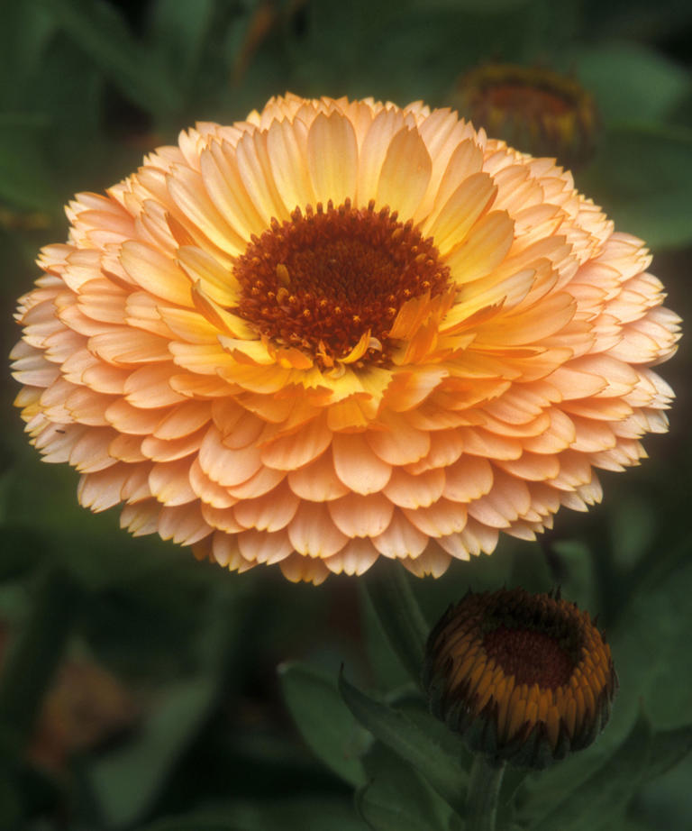 Calendula varieties – 16 pot marigolds that will provide more than just ...