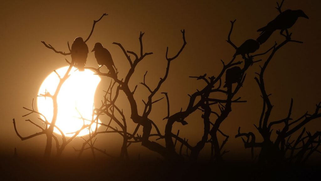The epic total solar eclipse of 2024 caused some birds to stop singing