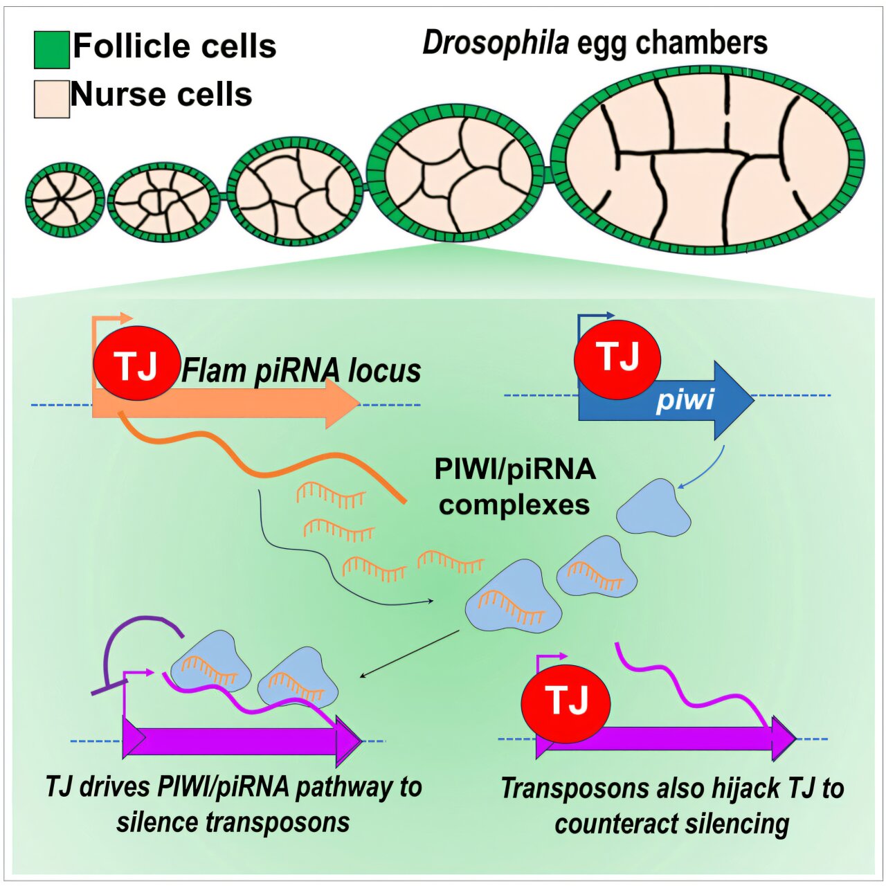 Fruit fly 'Traffic Jam' gene discovery could unlock human infertility ...