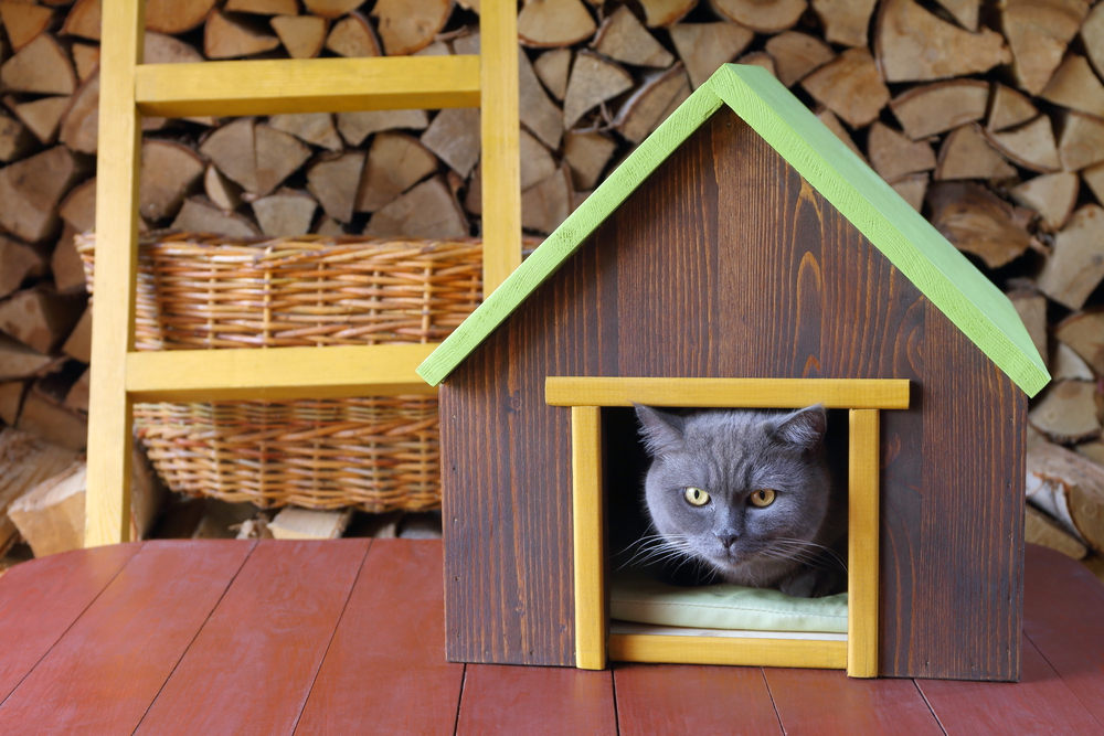 16 Cat-Friendly Home Upgrades to Keep Your Feline Happy