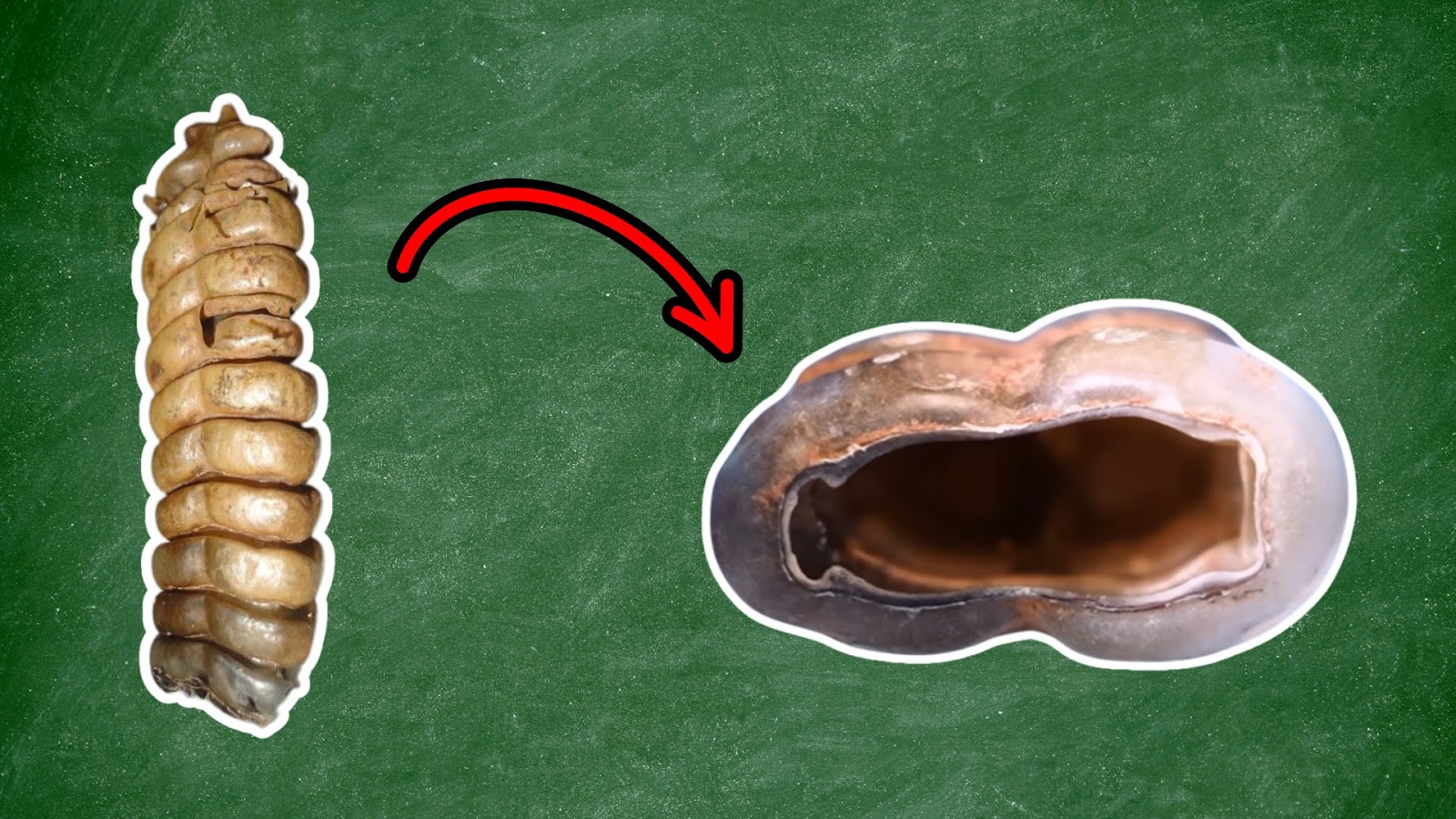 What Is Inside a Rattlesnake's Rattle?