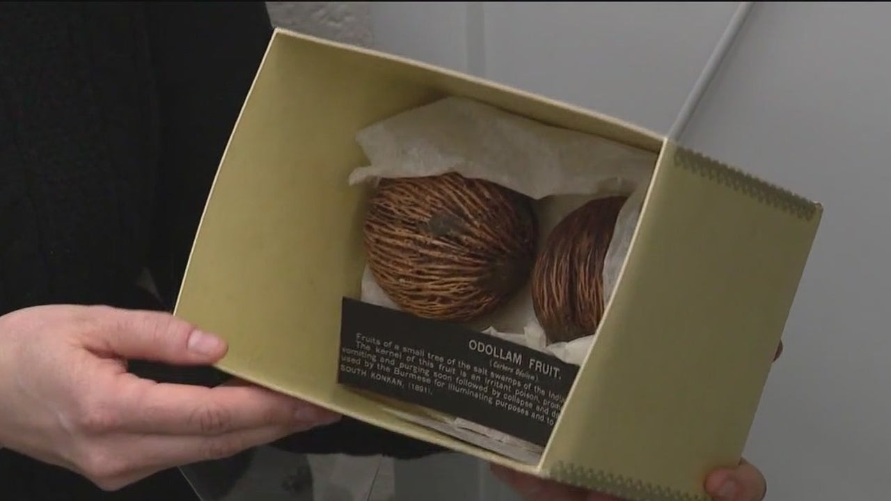 Pong Pong tree: From 'The White Lotus' finale to deadly exhibit in Chicago