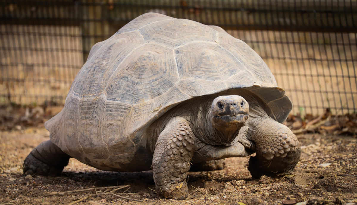 Goat Hitches a Ride on Giant Tortoise's Back and the Result Is Pure ...