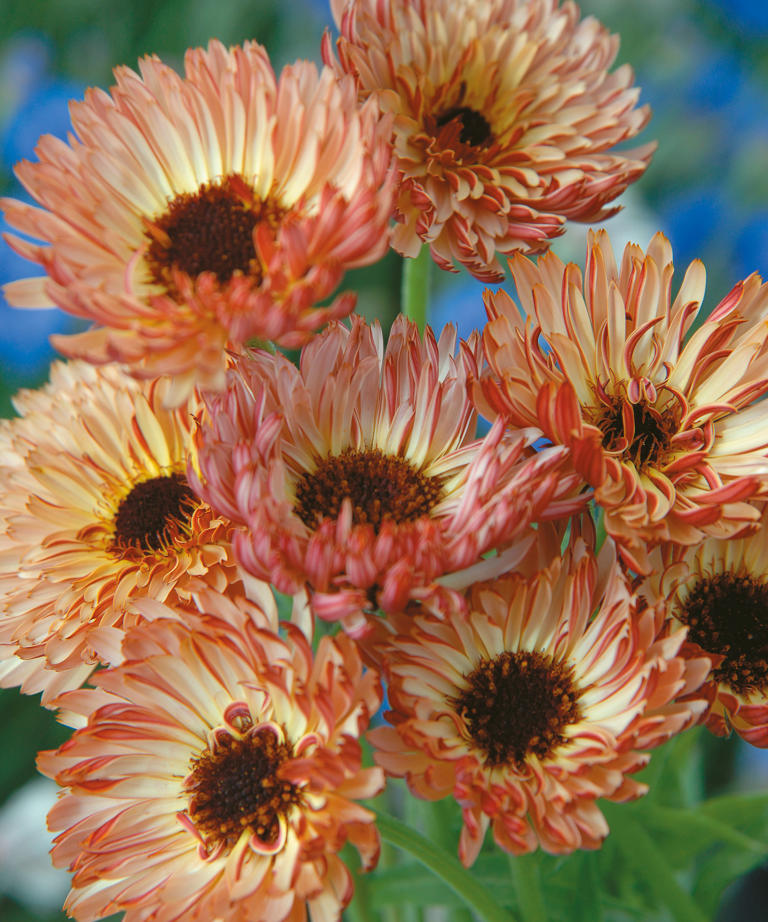 Calendula varieties – 16 pot marigolds that will provide more than just ...