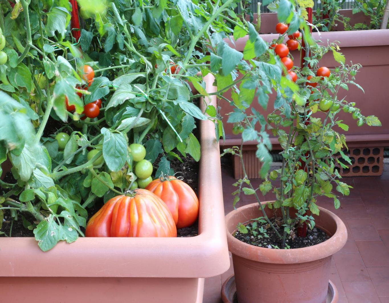 Nem feira, nem hortifruti: a nova tendência é plantar em casa; saiba ...