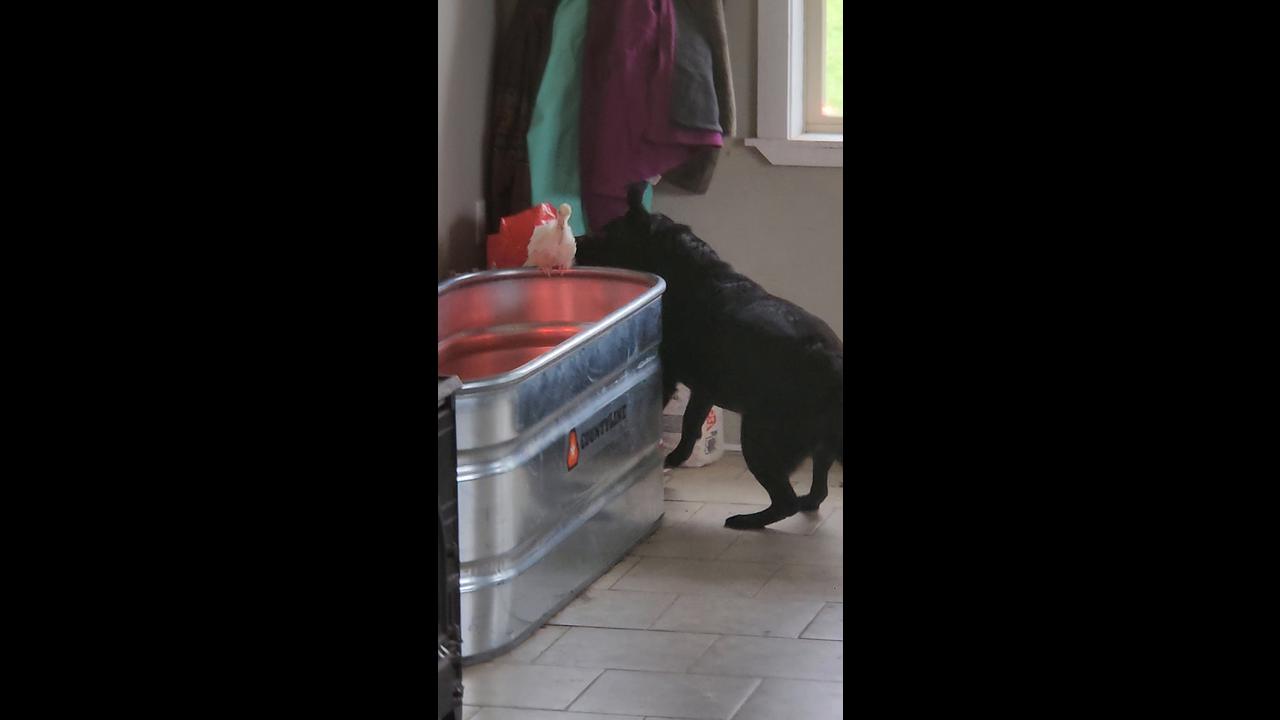 Lab Boops Bird Back Into Bucket