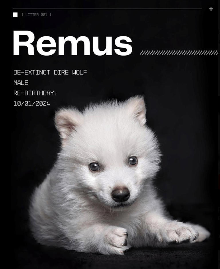 Scientists Just Brought Back Two Dire Wolf Puppies, A Species That Went ...