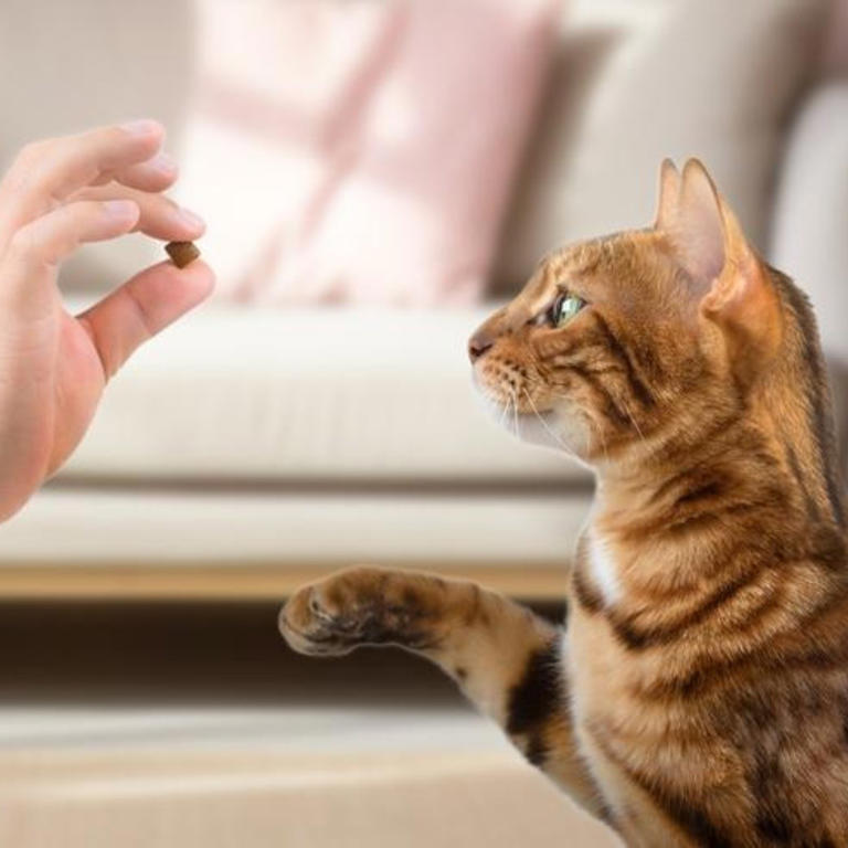 The secret to a happy cat: 7 Essentials every cat owner should know