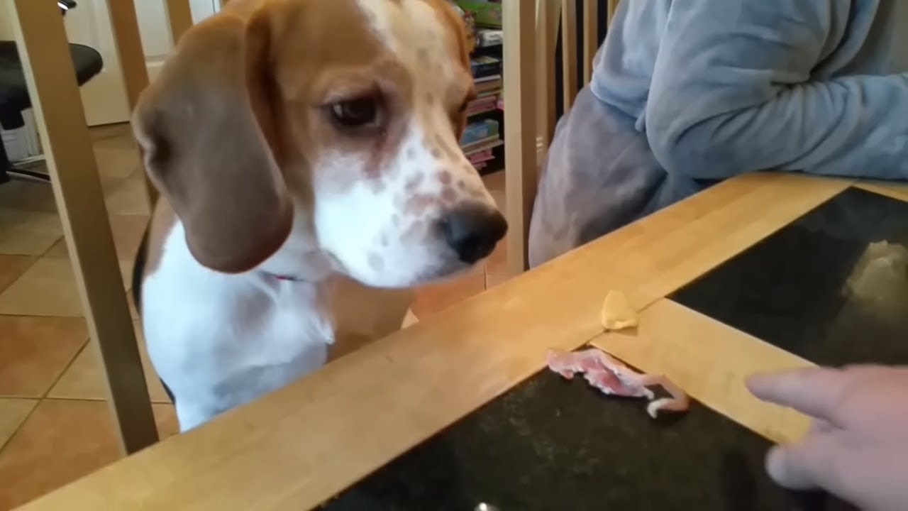 Picky dog eats only plate bacon and causes drama