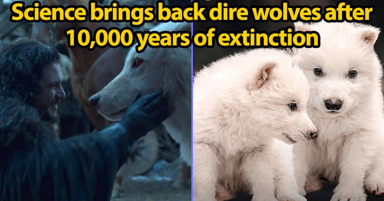 Scientists Just Brought Back Two Dire Wolf Puppies, A Species That Went ...