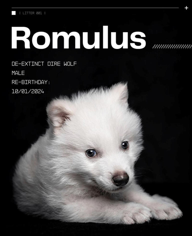 Scientists Just Brought Back Two Dire Wolf Puppies, A Species That Went ...