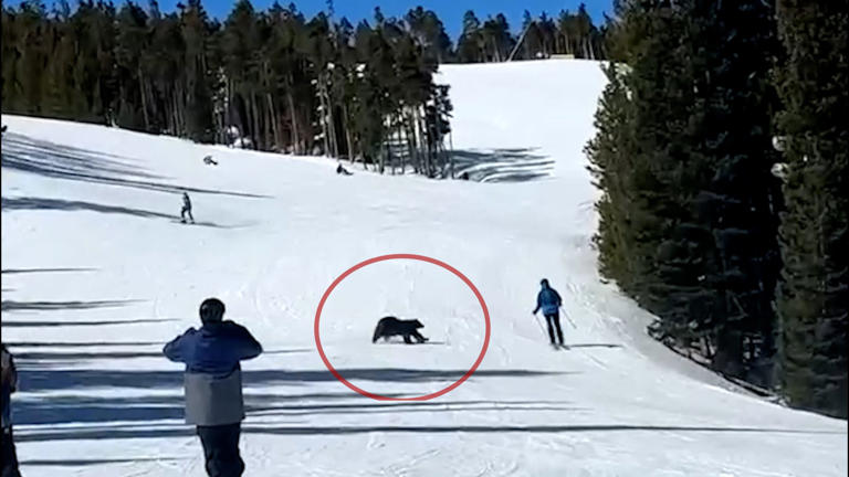 Watch as bear barrels toward skier on Colorado slopes: 'It happened so ...