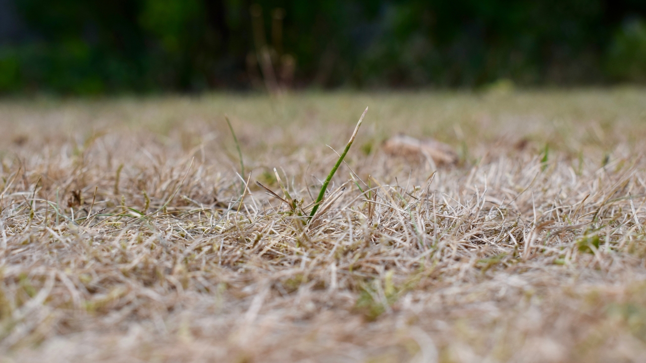 9 Reasons Your Grass Keeps Dying (And How to Fix It)