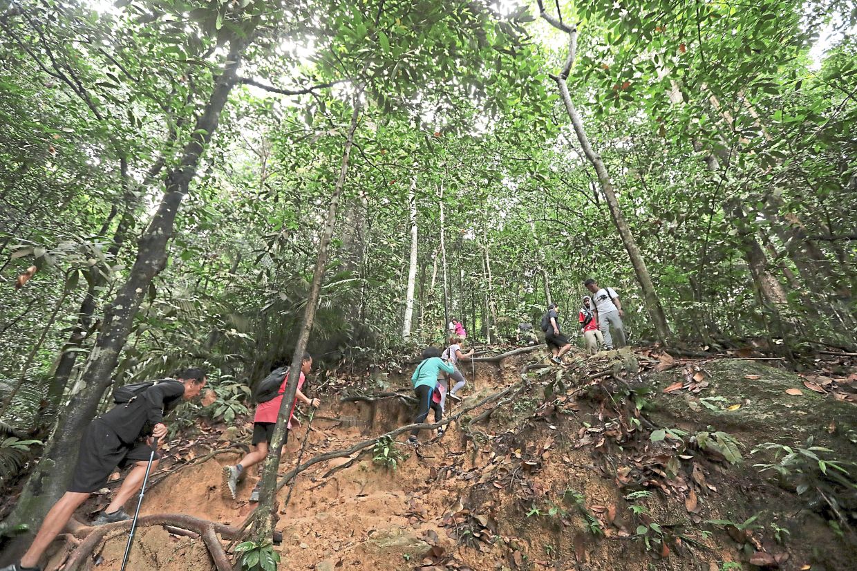 Hikers welcome Selangor forestry permit system for 70 locations
