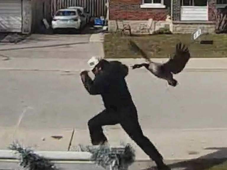 Des bernaches « agressives » s’installent devant leur maison