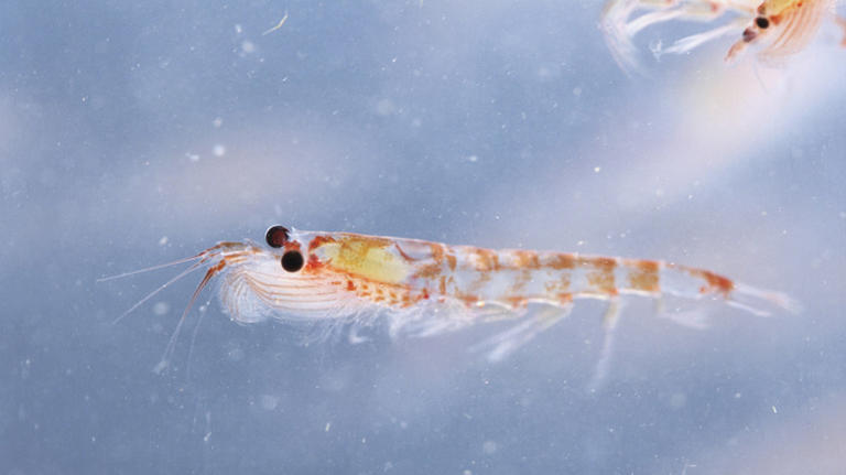 Krill Vs Shrimp: What's The Difference?