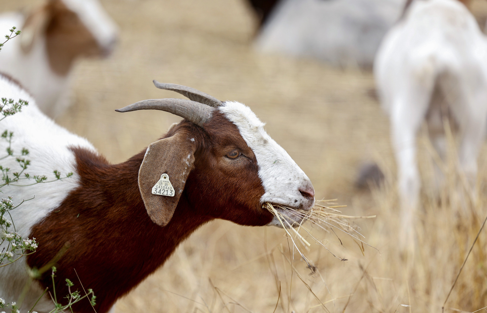 Can goat grazing really reduce wildfire risk?