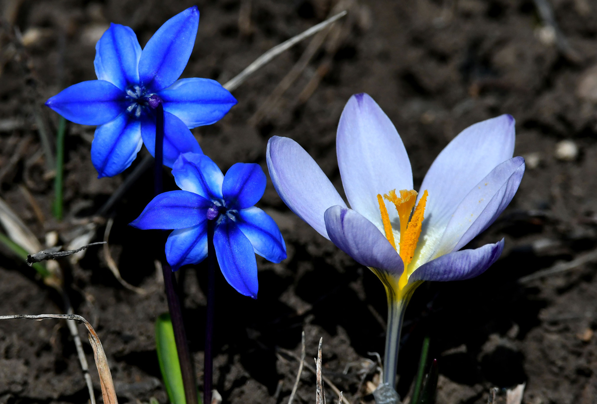 The Colors of Spring