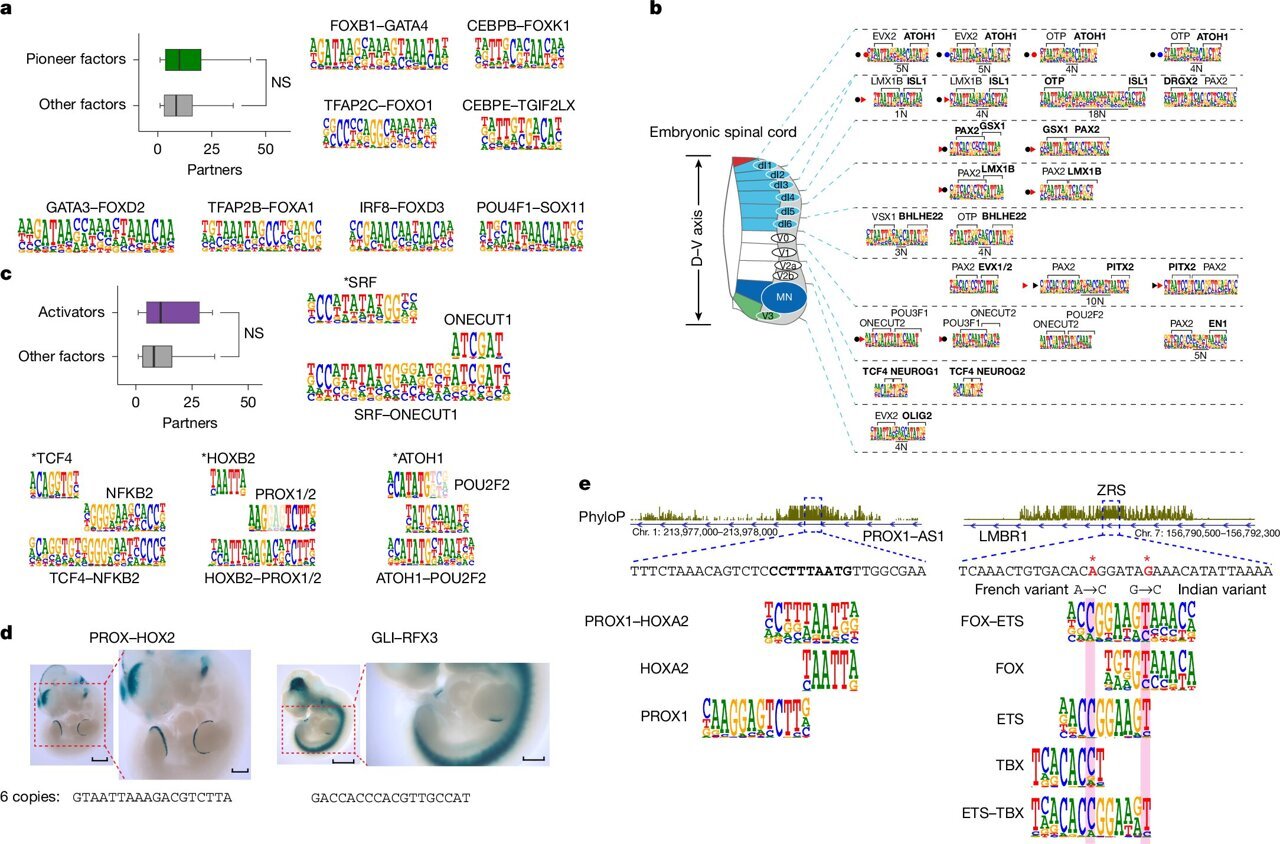 Transcription factor research illuminates human development pathways