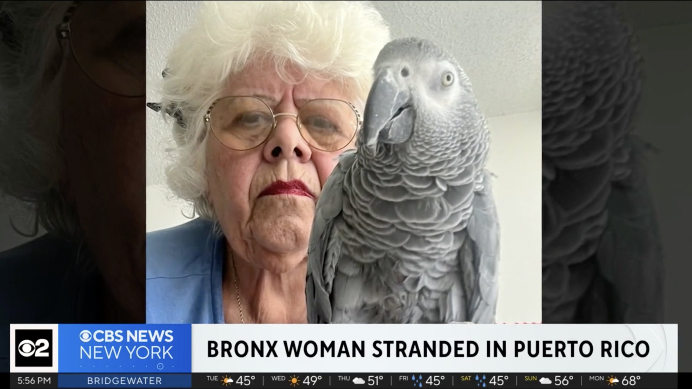 Woman Says Her Emotional Support Parrot Is Being Denied Reentry to U.S.