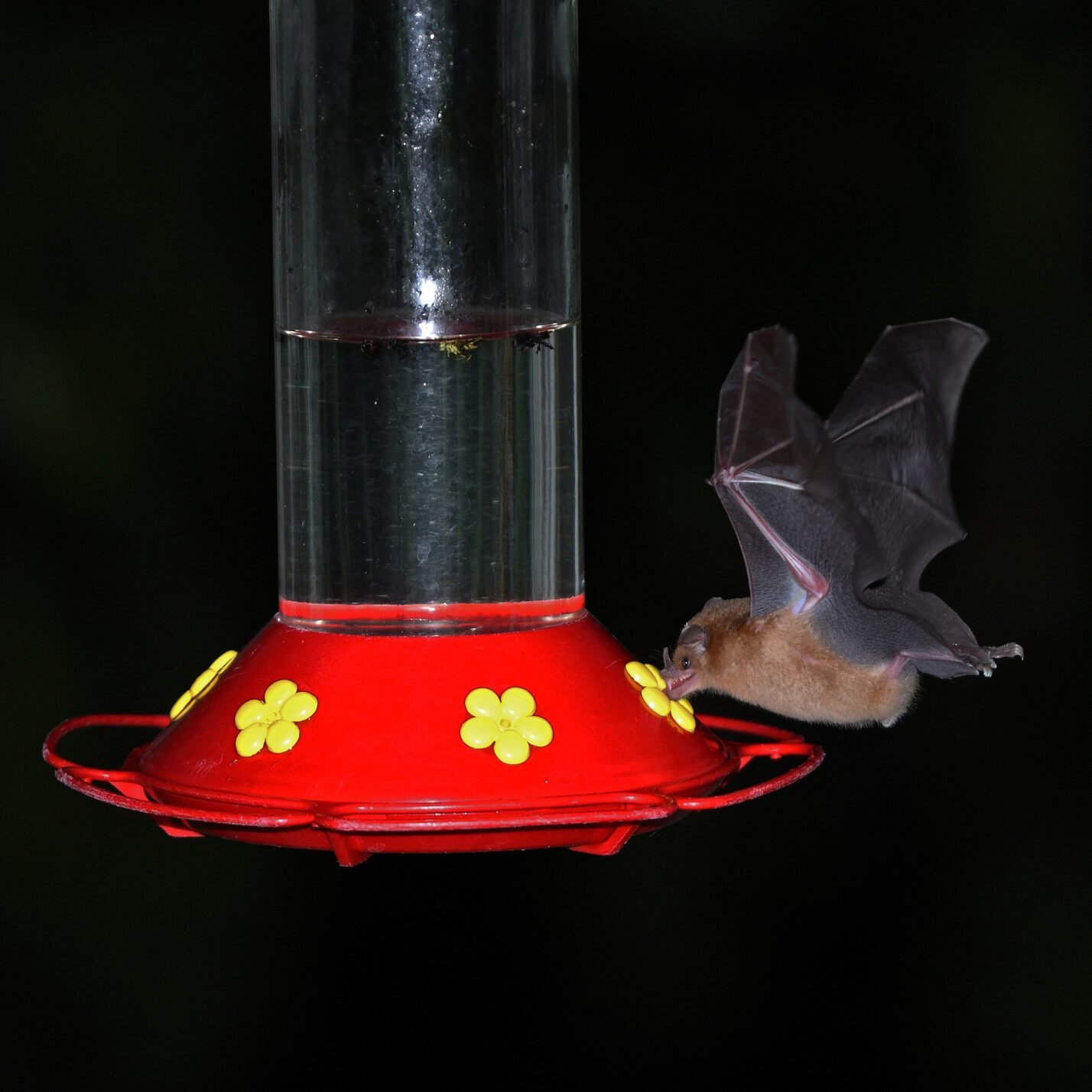 Do Bats Drink Sugar Water From Hummingbird Feeders?