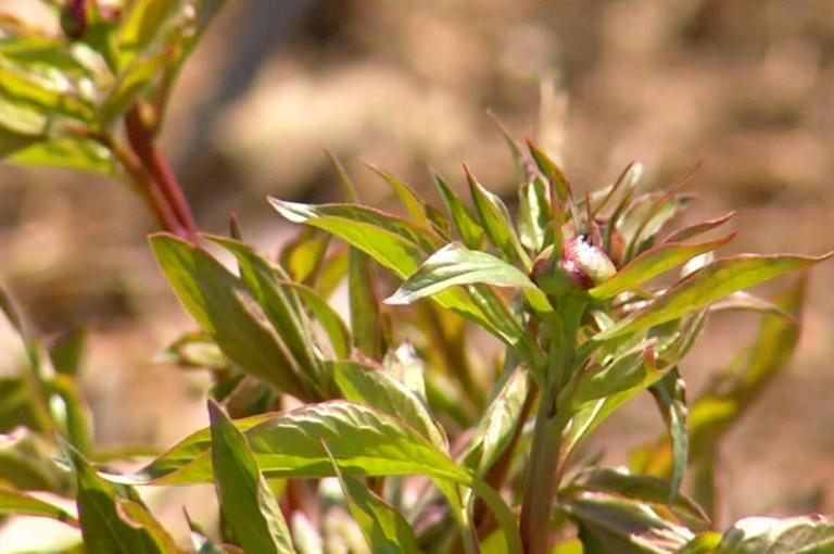 Garden Spot: Out in the peony patch