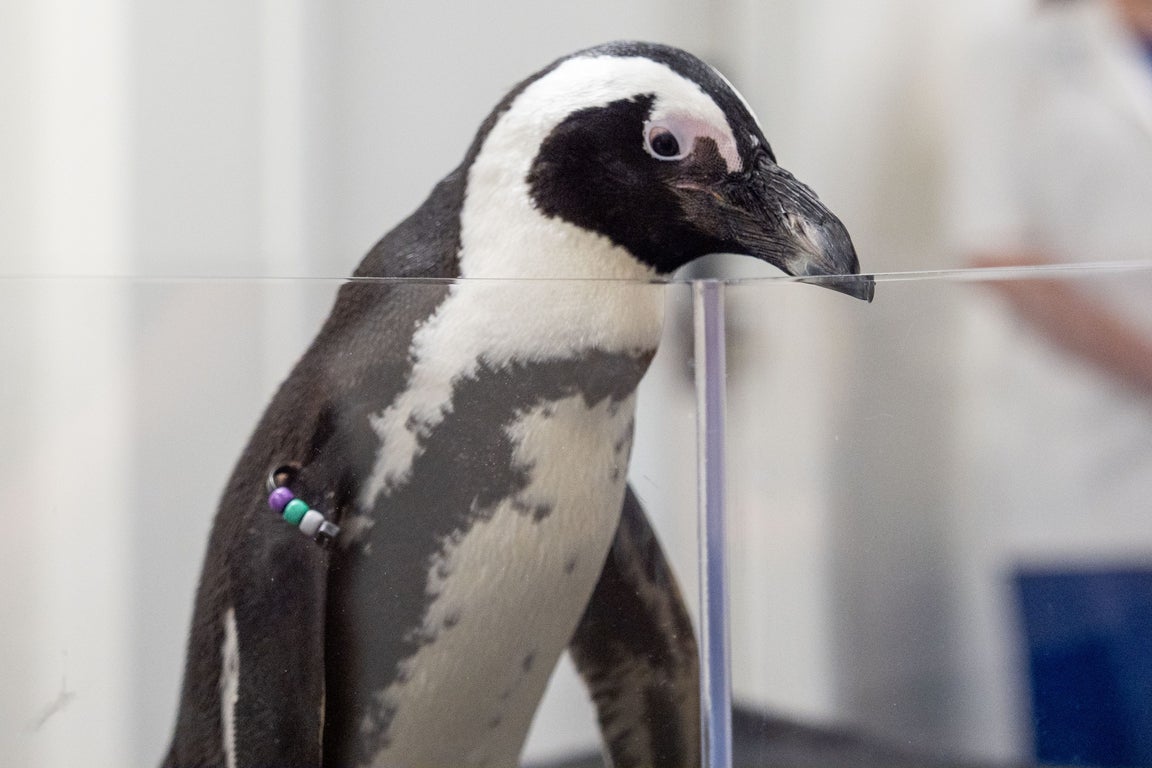 African Penguin pays visit to Florida Senate Majority Office: See photos