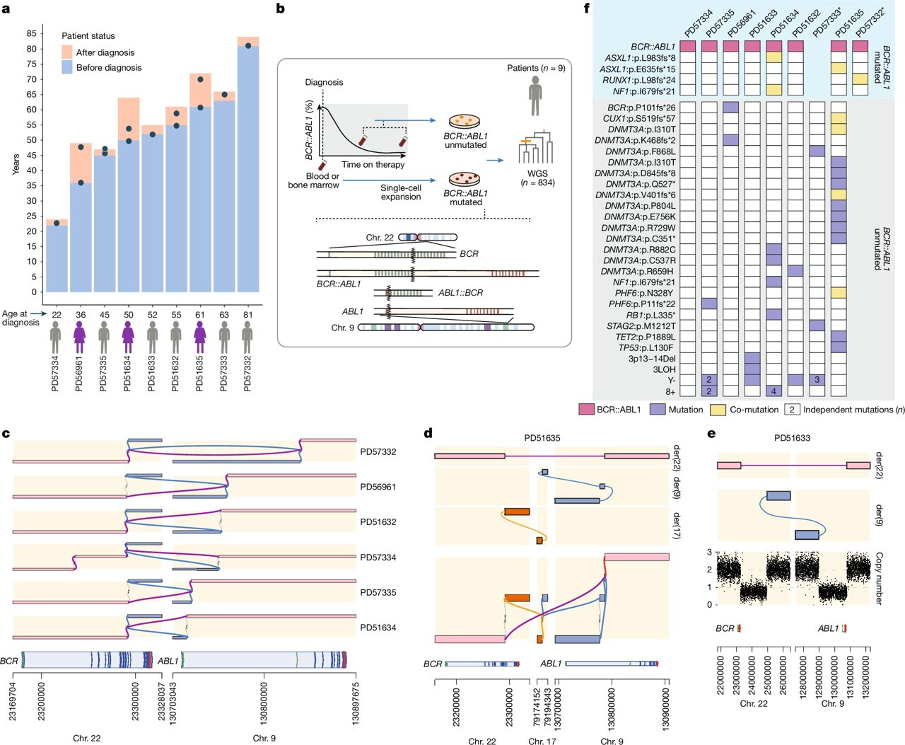 Rapid growth of blood cancer driven by a single genetic 'hit'