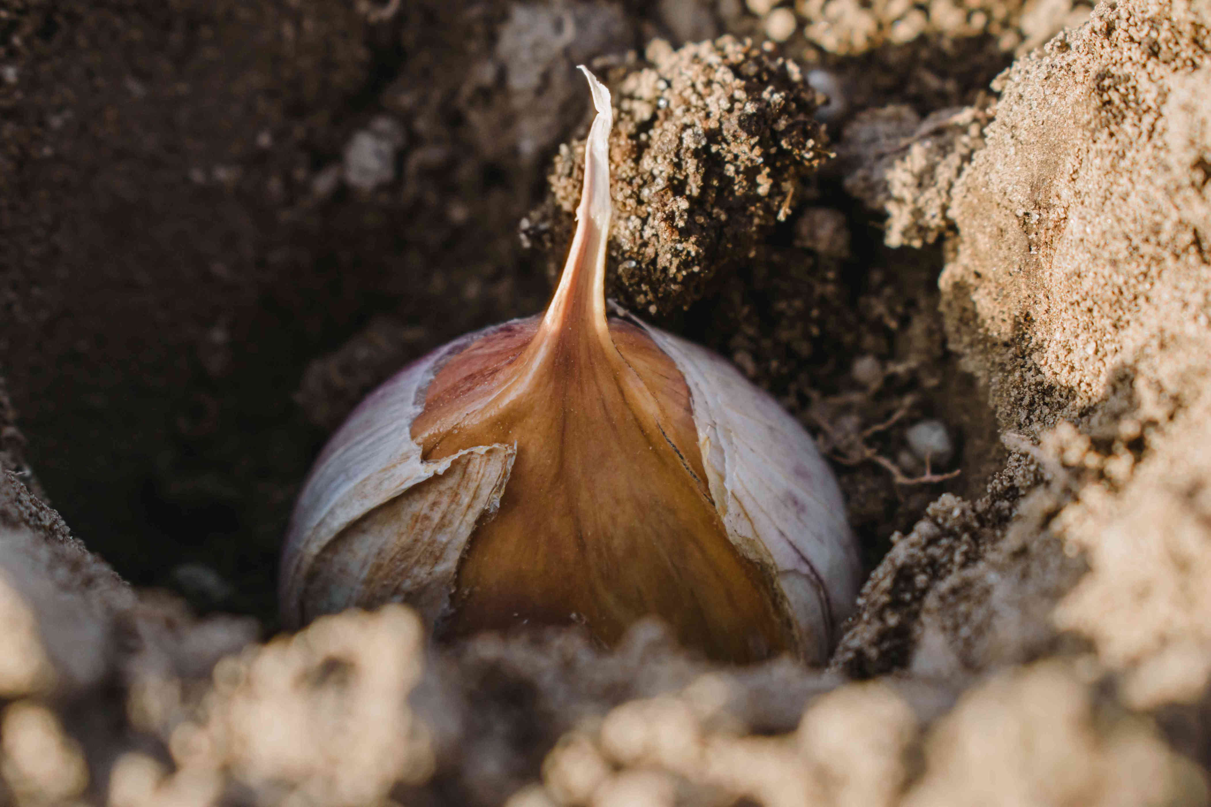 The 6 Garlic Growing Stages You Should Know So You Never Harvest Too Early