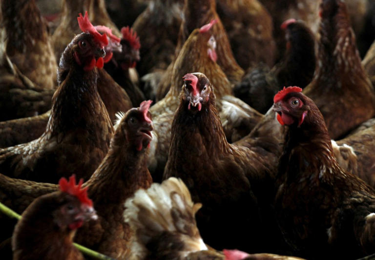 Bird flu sickens thousands of chickens at NYC poultry markets despite ...