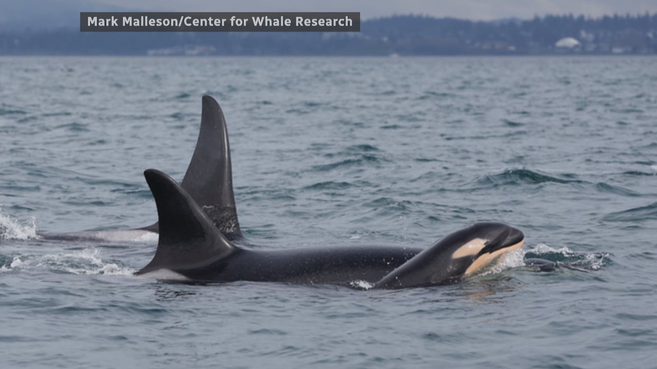 A new orca calf has been born among the southern resident killer whale ...