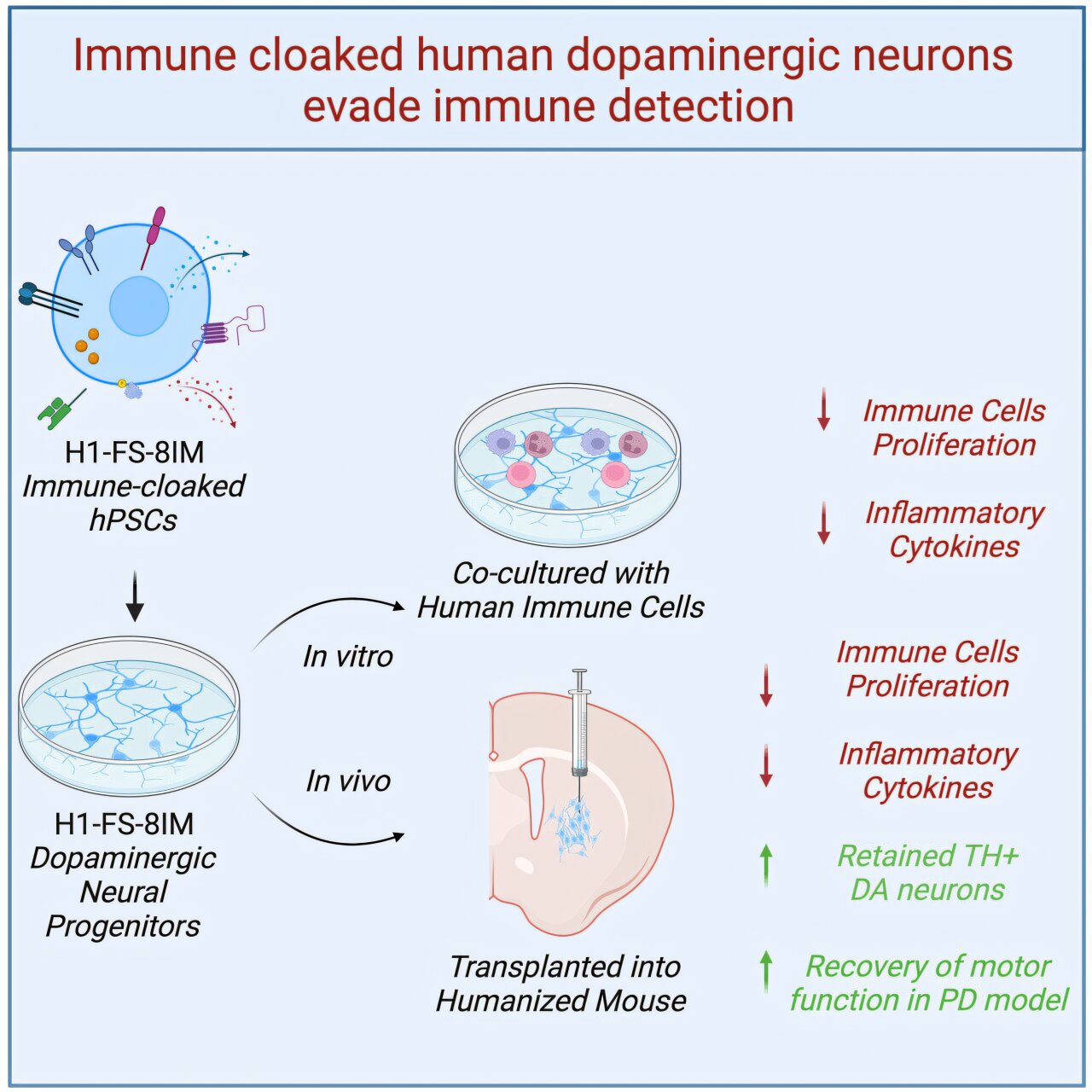 Parkinson's disease researchers develop cellular 'invisibility cloak ...